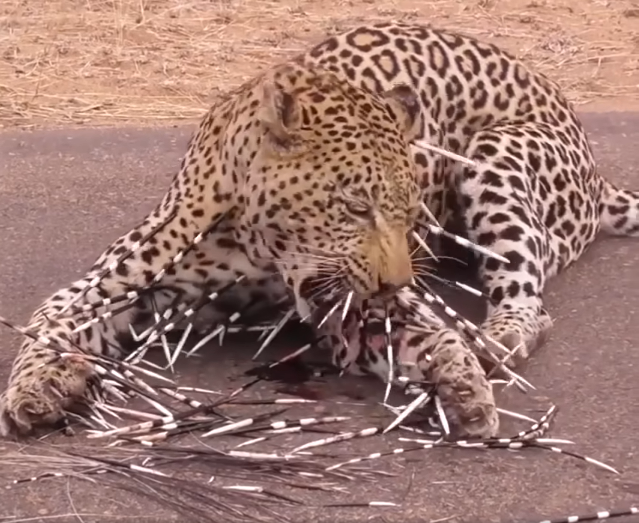 Leopard trapped by porcupine - Amazing